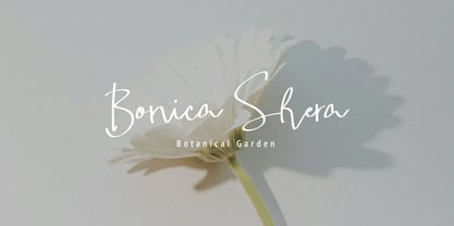 Famous Voice Signature Font | Webfont & Desktop | MyFonts