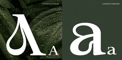 Aragusha Font | Webfont & Desktop | MyFonts