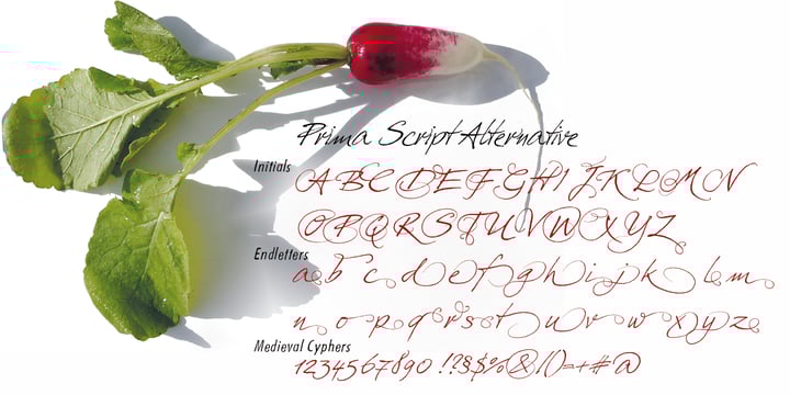 Prima Script Font | Webfont & Desktop | MyFonts