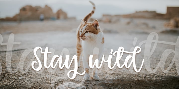 Mignon Font | Webfont & Desktop | MyFonts