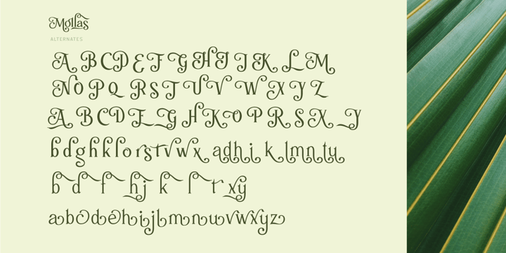 Mollas Font | Webfont & Desktop | MyFonts